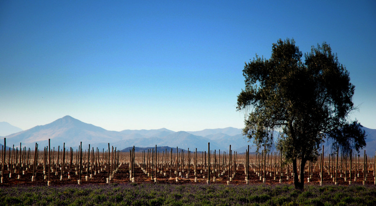 Tasting notes from Chile, 2010